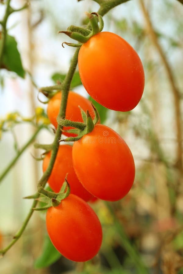 Vertical Image of a Bunch of Oval Shape Vibrant Red Grape Tomatoes ...