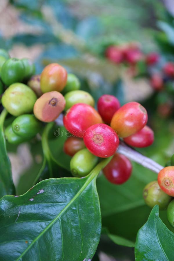 Vertical Image of Bunch of Ripening Coffee Cherries on the Tree Branch ...