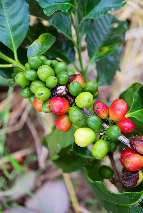 Bunch of Unripe Coffee Cherries on the Tree Branch Stock Image - Image ...