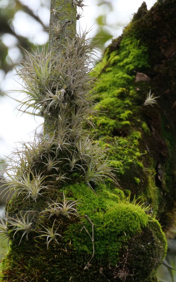 Vertical Image of Close Up of Airplants and Green Moss Growing on a ...