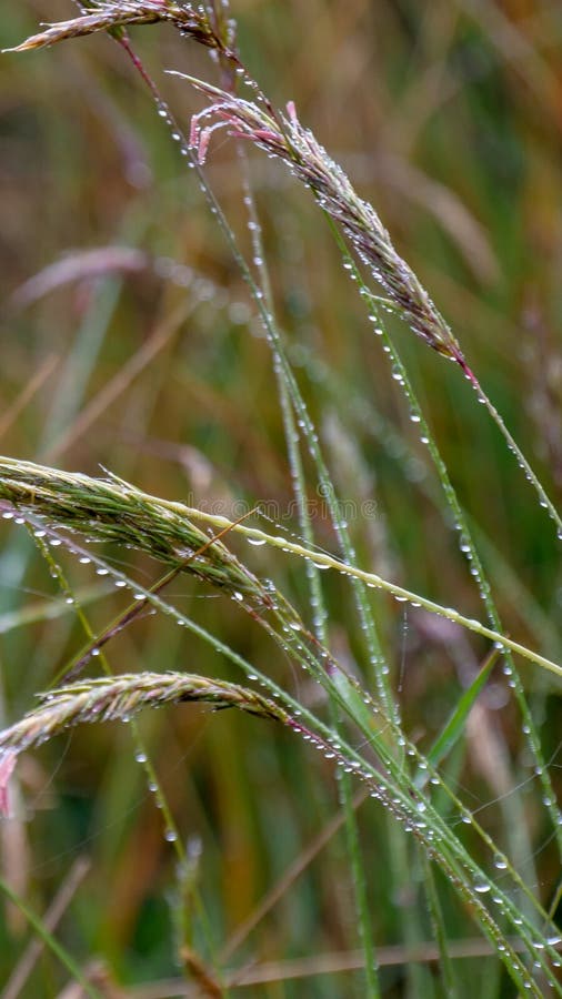 Vertical Image of Close-up of Dewdrops Hanging on the Culm or Stems of ...