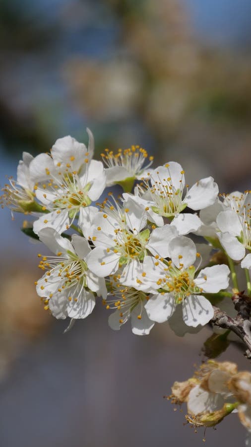 Vertical Image of Close Up of White Apple Blossoms Growing from a Brown ...