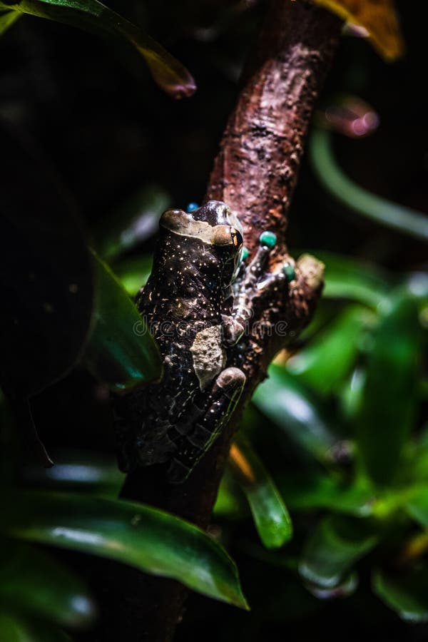 Vertical Image of a Colorful Frog on Tree Branch with Leaves on the ...