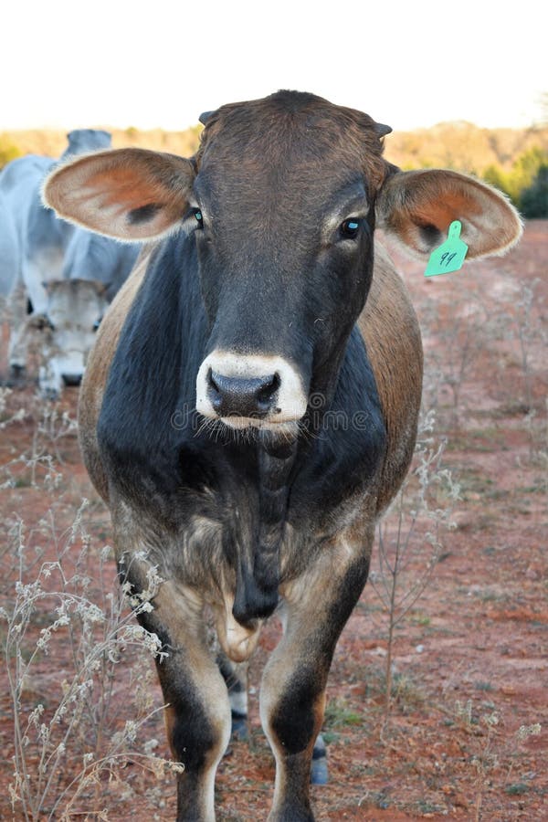 Vertical Image of a Cow Portrait Stock Image - Image of brown ...
