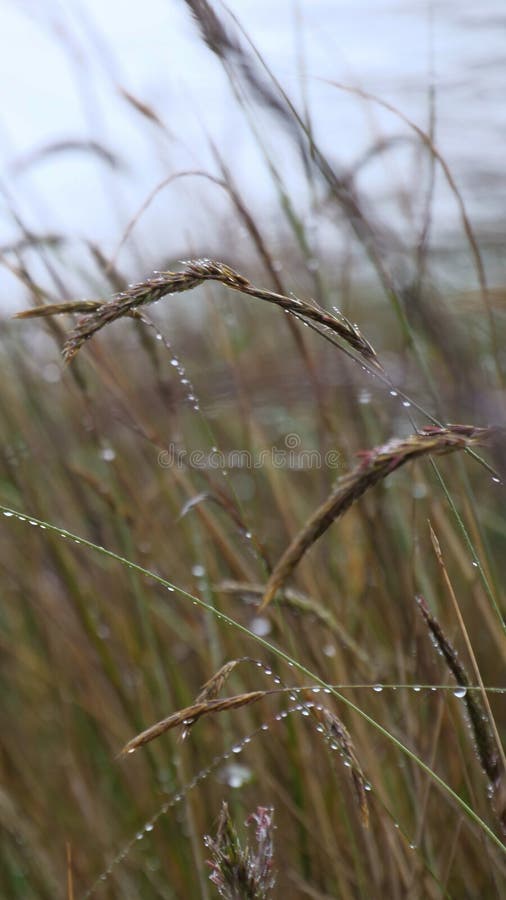 Vertical Image of Dewdrops Hanging on the Culm or Stems of Grass Plants ...