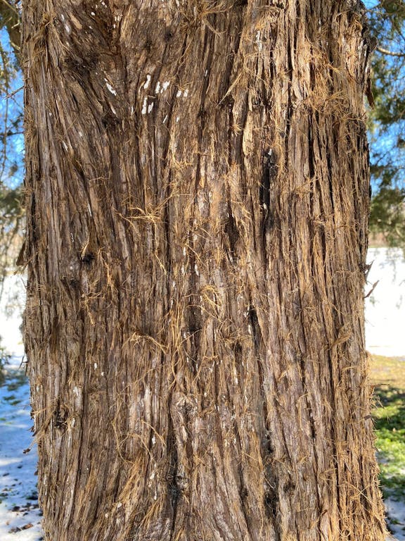Tree Identification. Bark. Eastern Redcedar. Juniperus Virginiana Stock ...