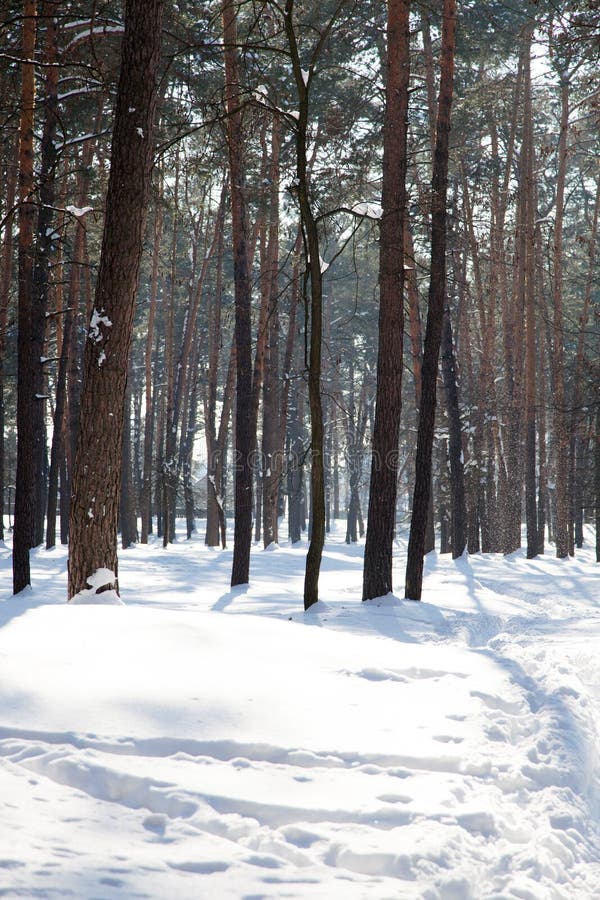 Vertical Image of Footsteps on Snow and Sparse Forest on Background ...