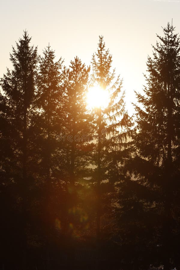 Vertical Image of a Forest with Dense Trees during Sunset Stock Photo ...