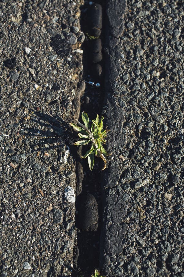 Vertical Image of Grass Growing in a Space between on Concrete Path ...