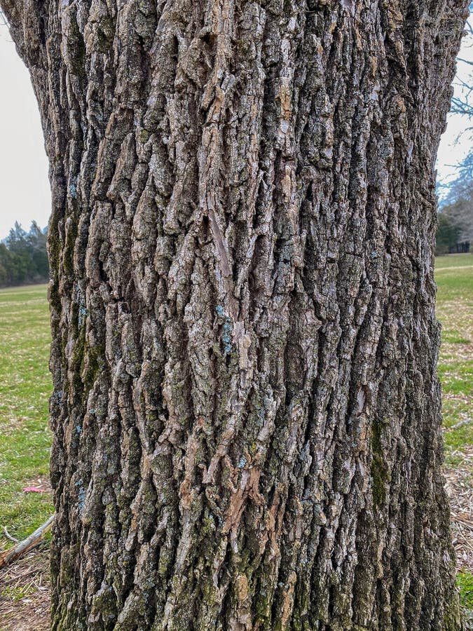 Corky Furrows Stock Photos - Free & Royalty-Free Stock Photos from ...