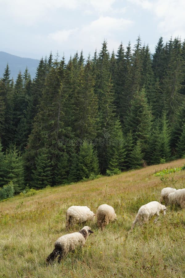 Vertical Image of Empty Pine Trees in the Forest Growing among Green ...