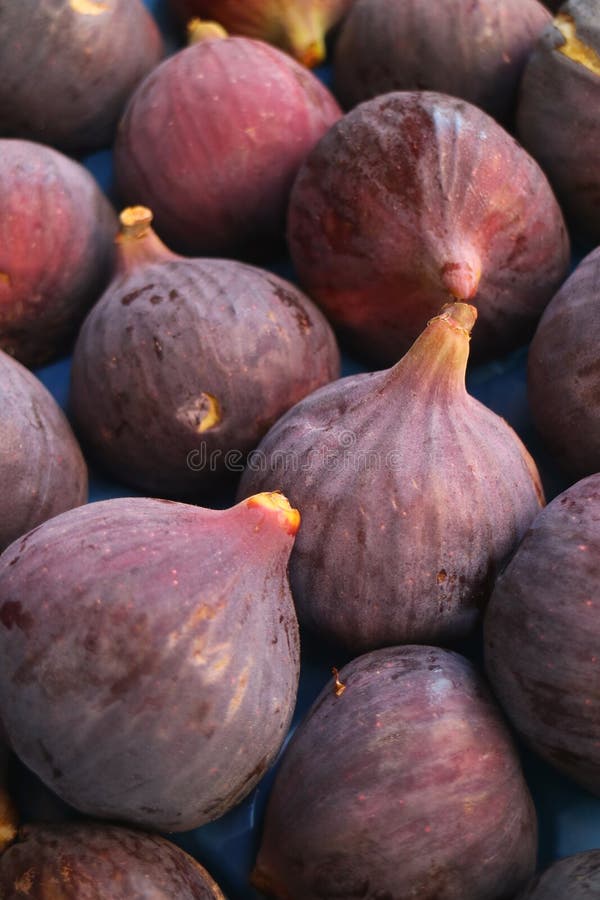 Vertical Image of Heap of Magenta Color Fresh Ripe Figs Stock Photo ...
