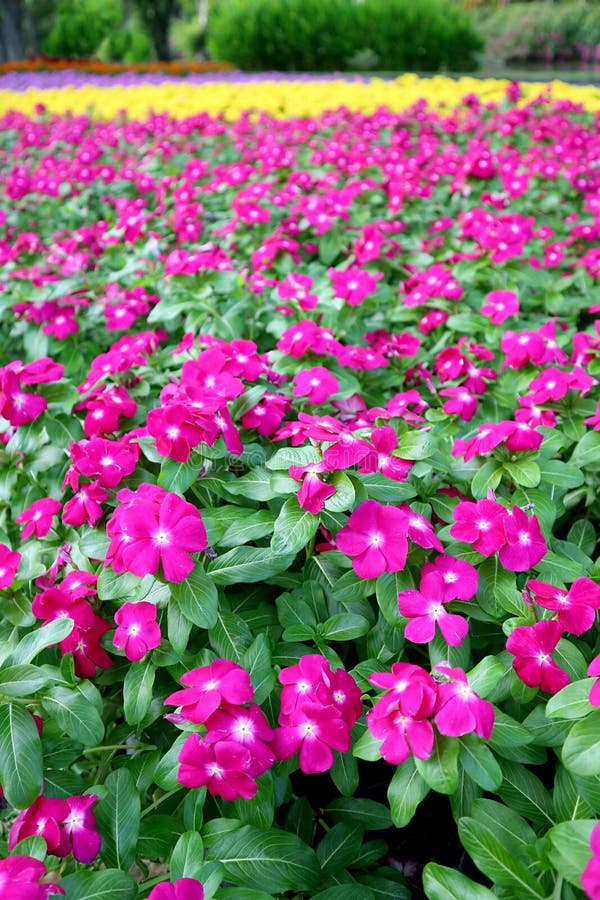 Vertical Image of Hot Pink Cape Periwinkle Field in the Park Stock ...