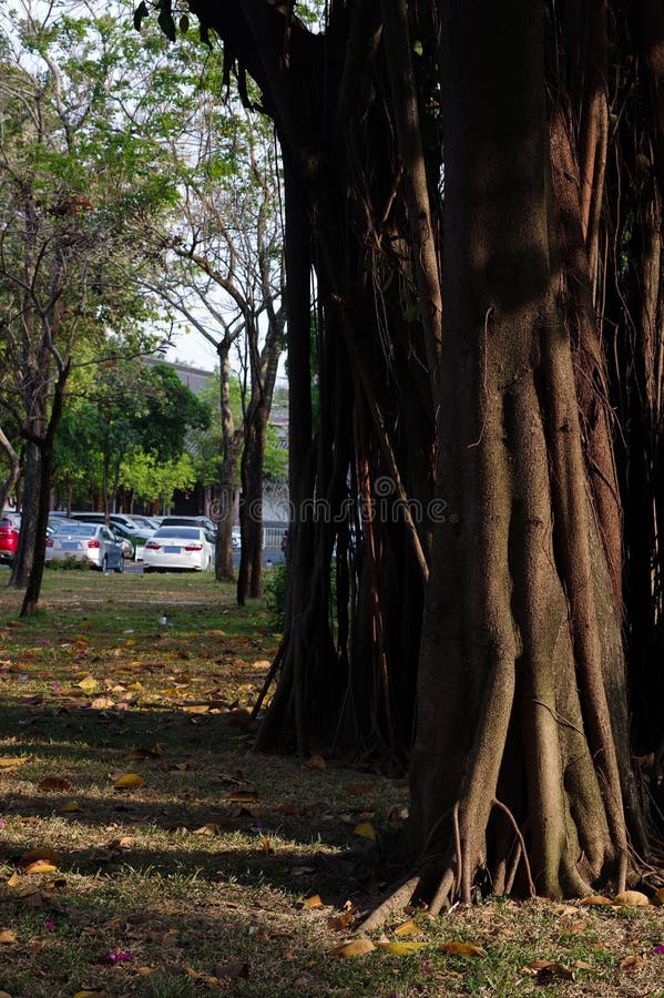 Vertical Image of a Line of Trees in a Public Park with a Row of Cars ...