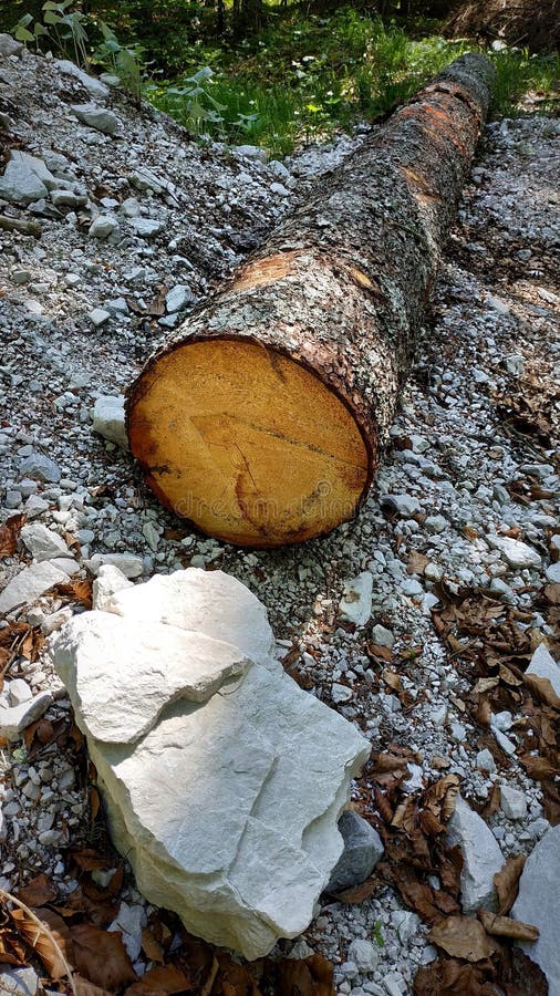 Vertical Image of a Log on a Rocky Ground Stock Photo - Image of bark ...