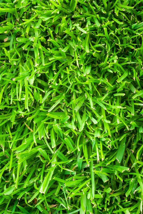 Vertical Image of Lush Green Grass Lawn Stock Photo - Image of lush ...