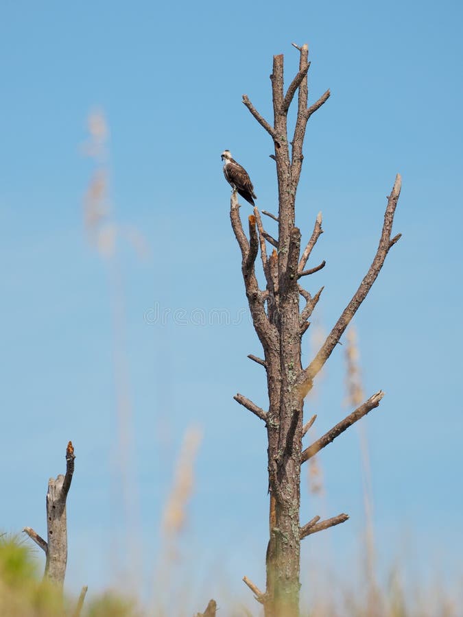Osprey Perched on Tree Limb Stock Photo - Image of nature, fauna: 268362452