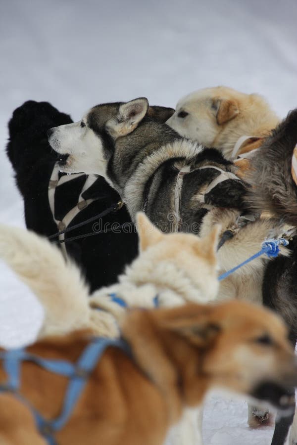 A Vertical Image of a Pack of Sled Dogs in Winter Park, Colorado. Stock ...