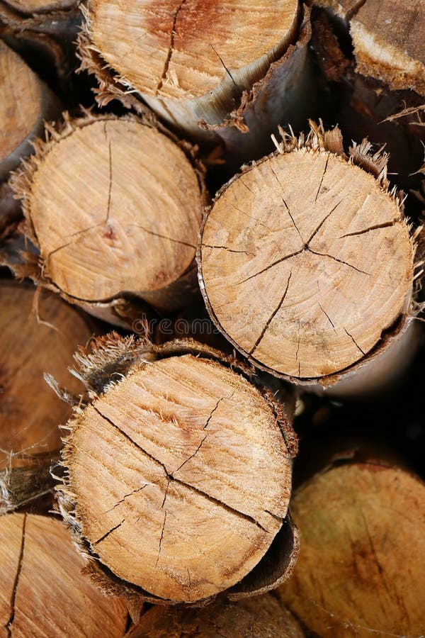 Wood Texture Vertical Cut Surface Stock Photo - Image of natural ...