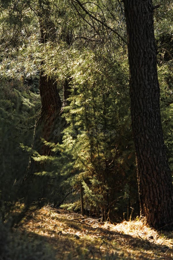 Vertical Image of Pine Trees in the Woods Stock Image - Image of season ...