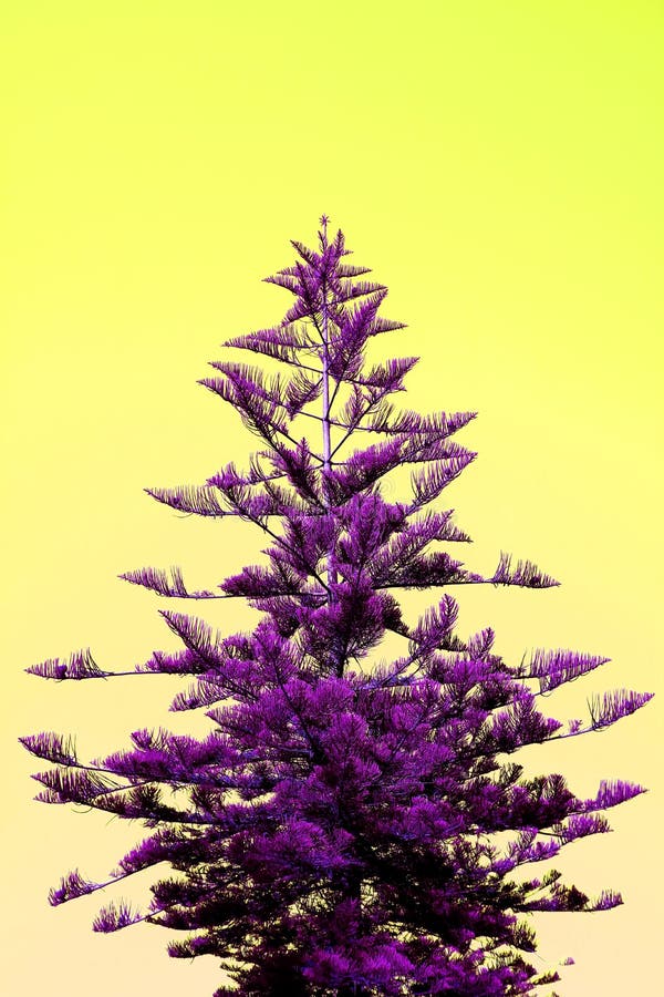 Solo Lemon Hanging from Tree Stock Photo - Image of growing, fruit: 2094888