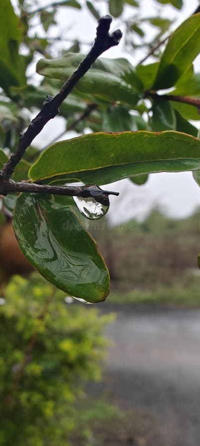 Vertical Image of Rain Water Drop on Leaf of Plant Stock Photo - Image ...