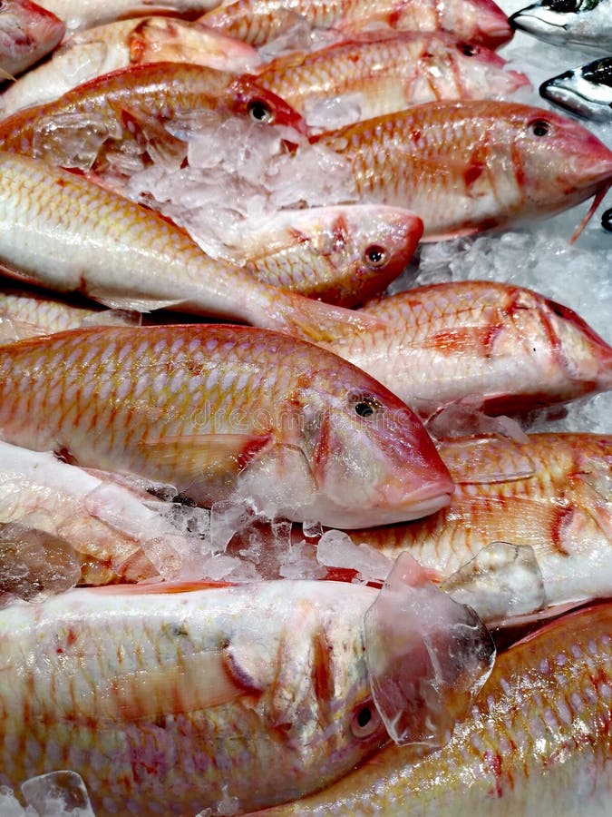 Vertical Image of Red Mullet Fish Displayed on Ice Stock Image - Image ...