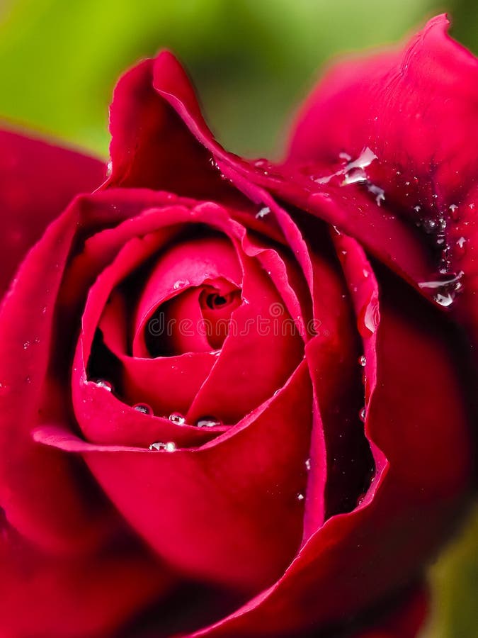 Vertical Image of a Red Rose with Drops of Rain Stock Image - Image of ...