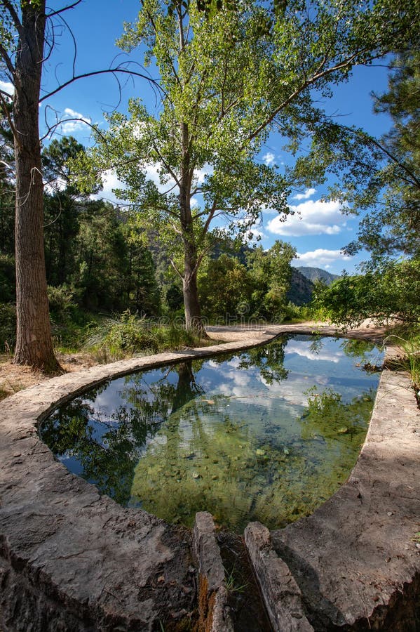 Vertical Image, Reflection of Trees in a Pool in the Fields of Jaen ...