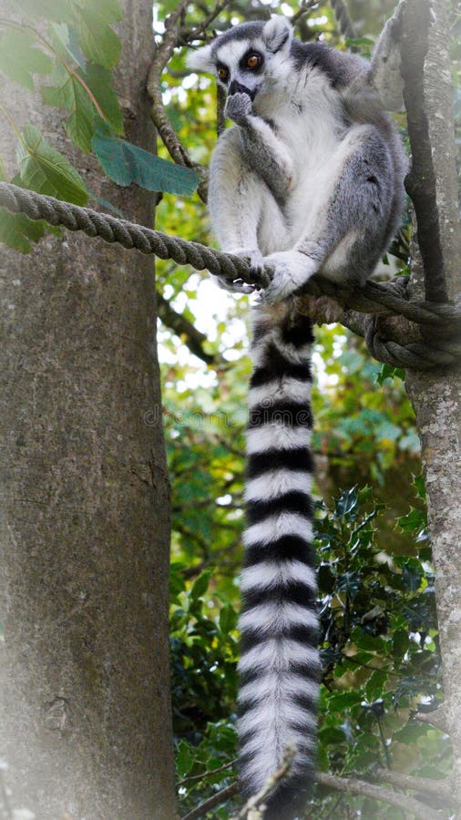 Vertical Image of a Ring Tailed Lemur Sitting on the Branch of a Tree ...