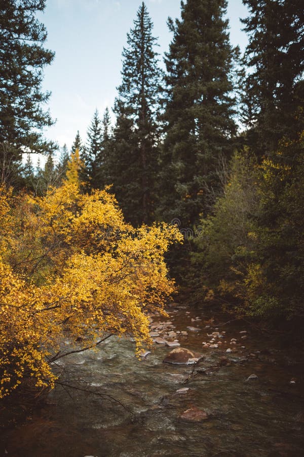 Vertical Image of a River Lined with Trees in a Forest Stock Image ...