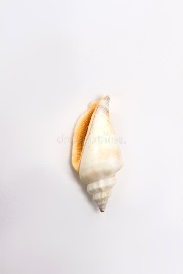 493 Conch Vertical Stock Photos - Free & Royalty-Free Stock Photos from ...
