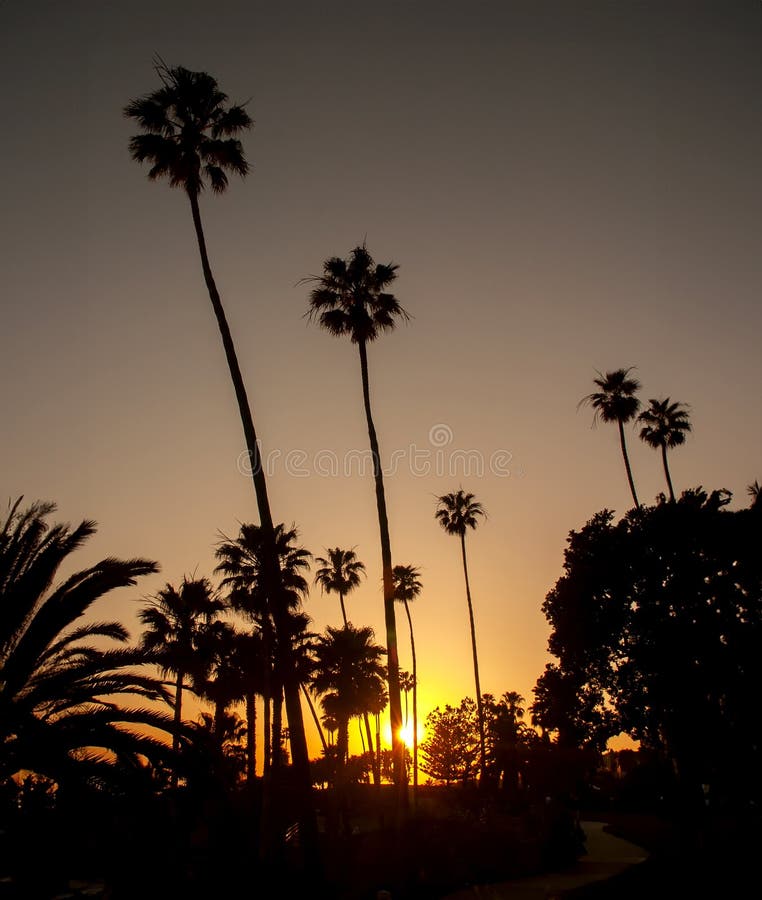 Vertical Image of Silhouette of Mexican Fan Palm Trees and Other Palms ...