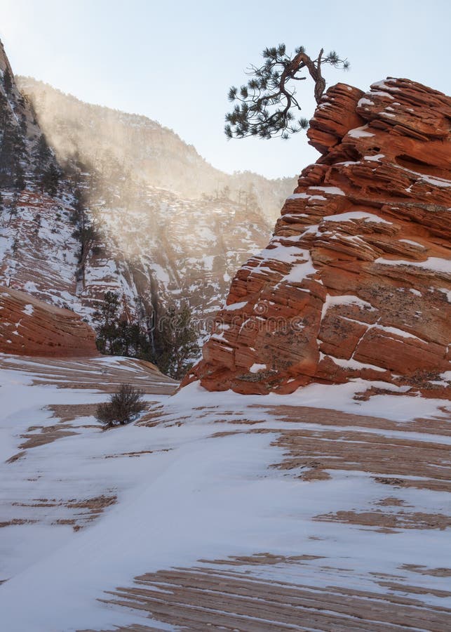 Wind Blown Tree Cliff Stock Photos - Free & Royalty-Free Stock Photos ...