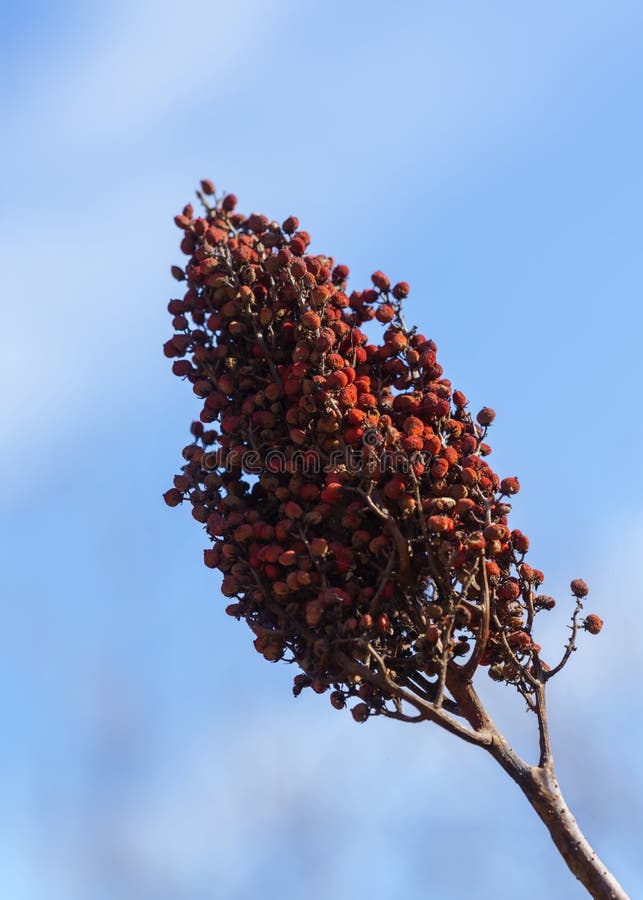 Smooth Sumac Against a Blue Sky Stock Image - Image of christmas ...