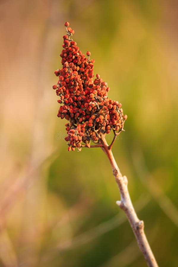 Smooth Sumac stock photo. Image of anacardiaceae, rich - 70267754