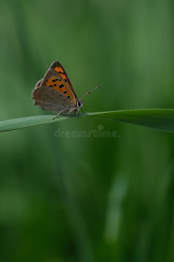 Vertical Image of a Small Copper Butterfly on a Blade of Grass Stock ...