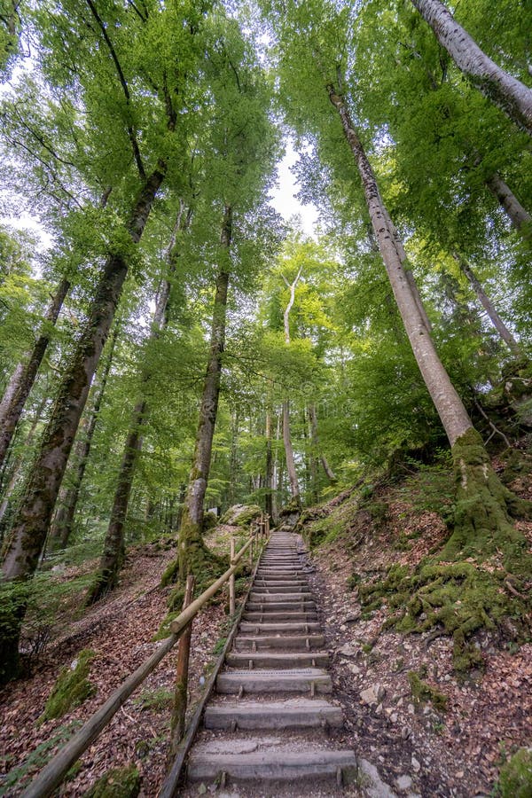 A Vertical Image of Stairs Ascending in a Green Forest Stock Photo ...