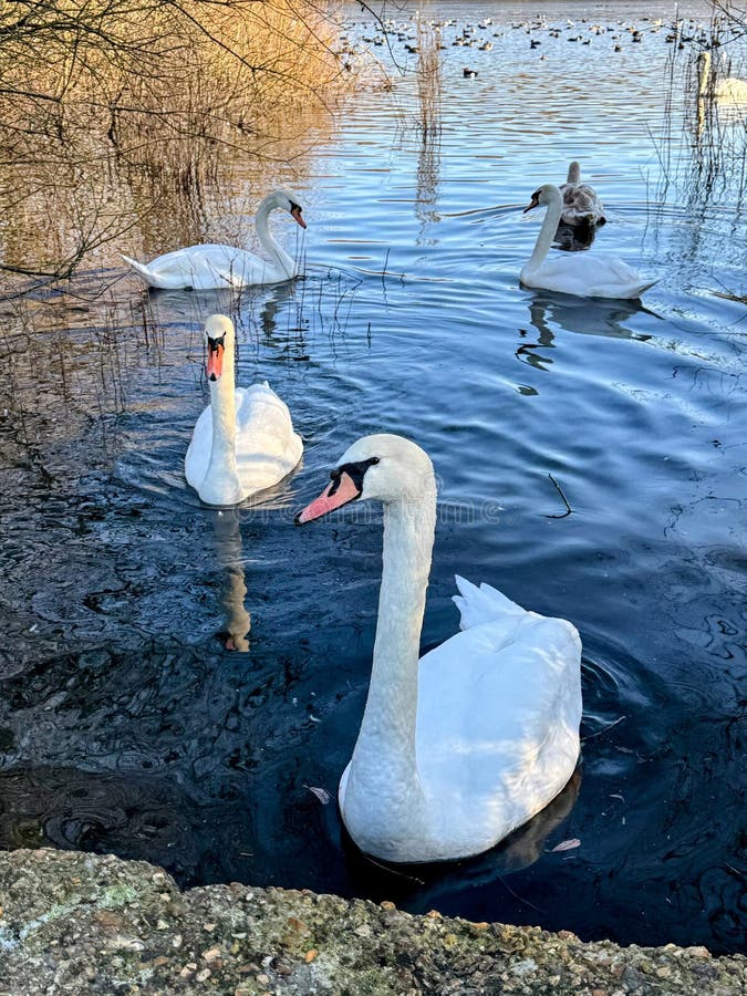 Group of Swans on Lake Swimming Towards Camera Stock Image - Image of ...