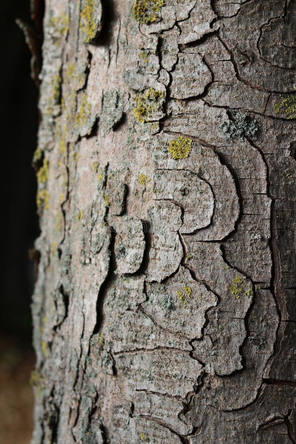 Vertical Image of Swirly Bark and Lichen on Trunk of Grey Tree Stock ...
