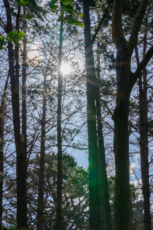 Vertical Image of Tall Pine Tree Trees Back-lit Byt Afternoon Sun with ...