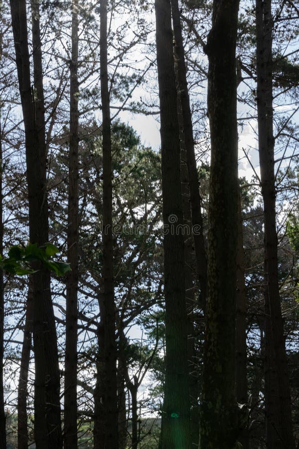 Vertical Image of Tall Pine Tree Trees Back-lit Byt Afternoon Sun Stock ...