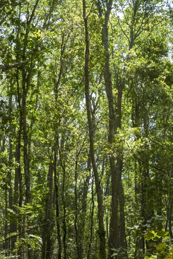 Dense Forest of Native Trees. Stock Photo - Image of perspective, logs ...