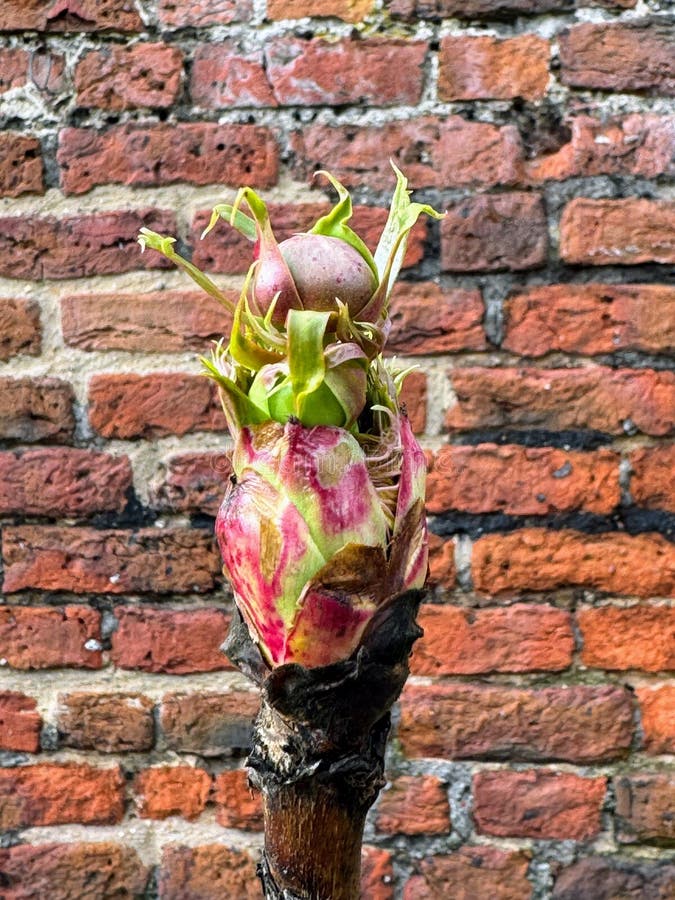 Tree Peony Bud in Spring Against Rustic Brick Wall Stock Image - Image ...