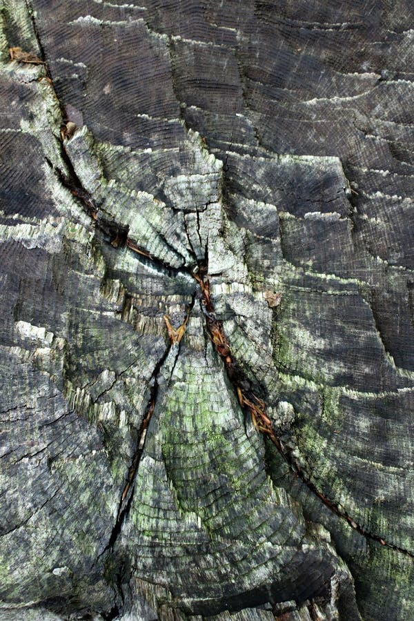 Background Image of Tree Stump with Signs of Age Throughout Stock Photo ...