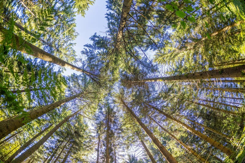Vertical Image of Treetops in a Dense Green Forest Against the Sky ...