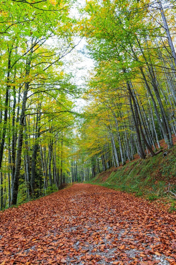 Vertical Image of Undisturbed Leaves on a Road Running through the ...