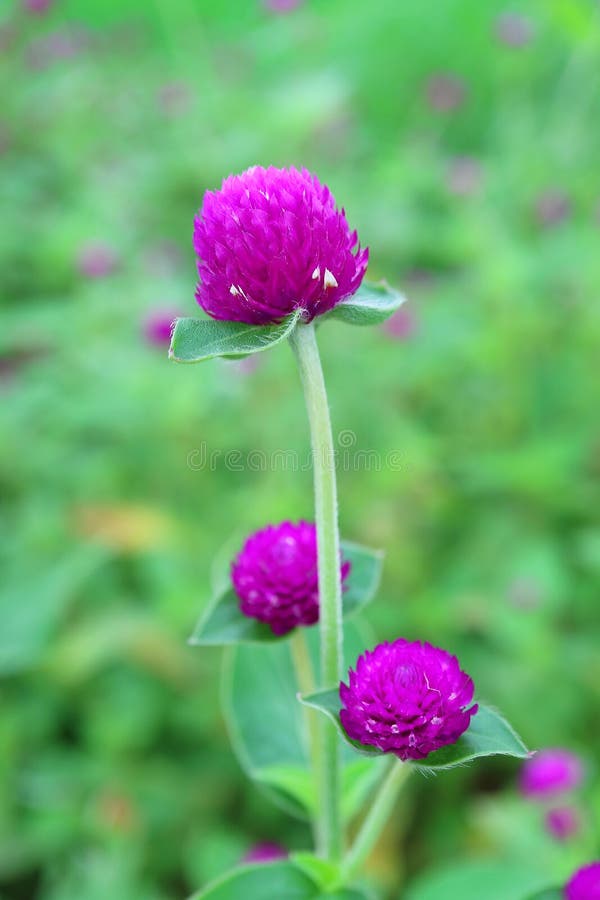 Vertical Image of Vibrant Purple Globe Amaranth Flowers with Blurry ...