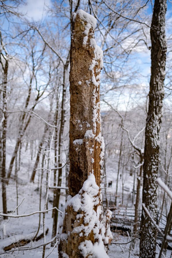Snow-Covered Tree Trunk in a Serene Winter Forest Stock Photo - Image ...