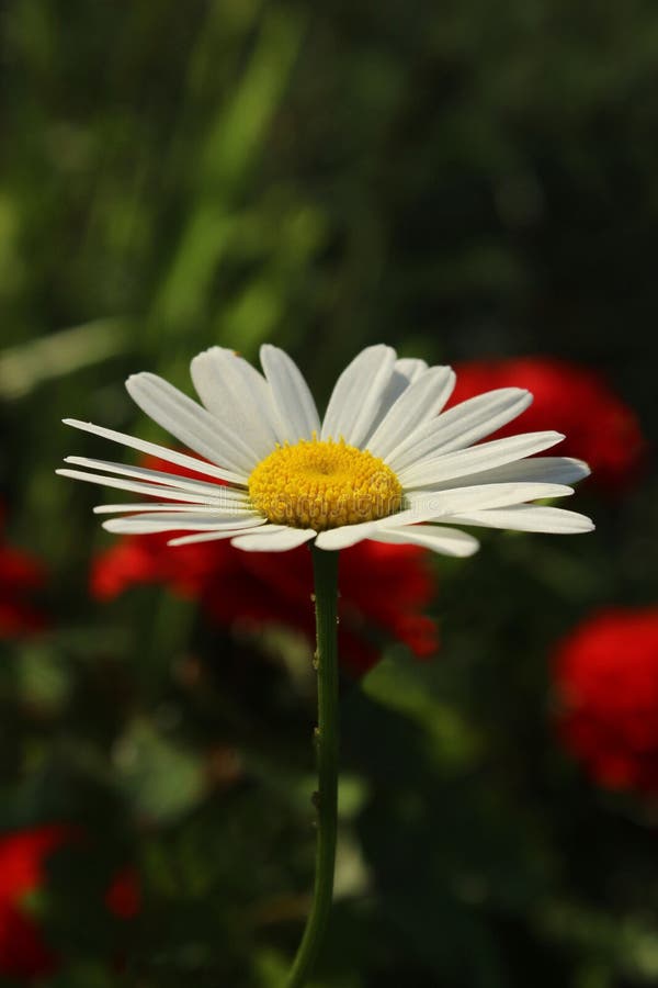 Vertical Image of White Daisy on a Blurry Background. Botanical Beauty ...